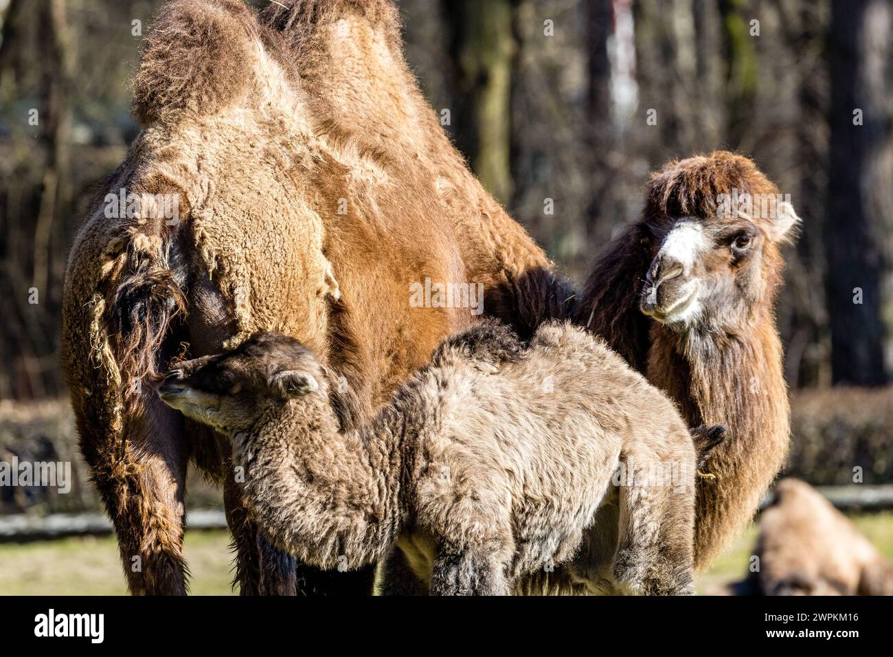 Cottbus, Germany. 08th Mar, 2024. The Bactrian camel colt Ringo stands in a meadow at Cottbus ...
