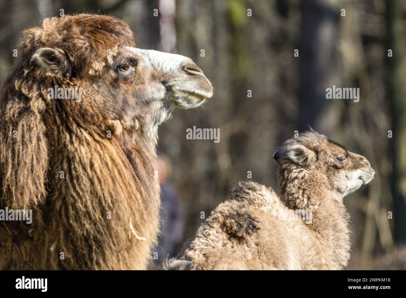 Cottbus, Germany. 08th Mar, 2024. The Bactrian camel colt Ringo stands ...