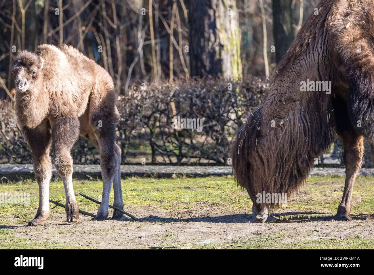 Cottbus, Germany. 08th Mar, 2024. The Bactrian camel colt Ringo stands with his mother Kashuri ...