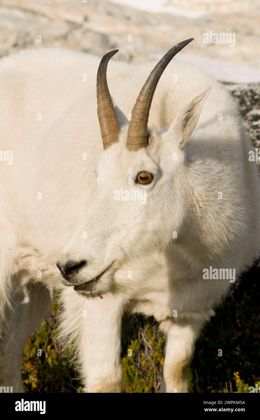 Golden yellow billy goat hi-res stock photography and images - Alamy
