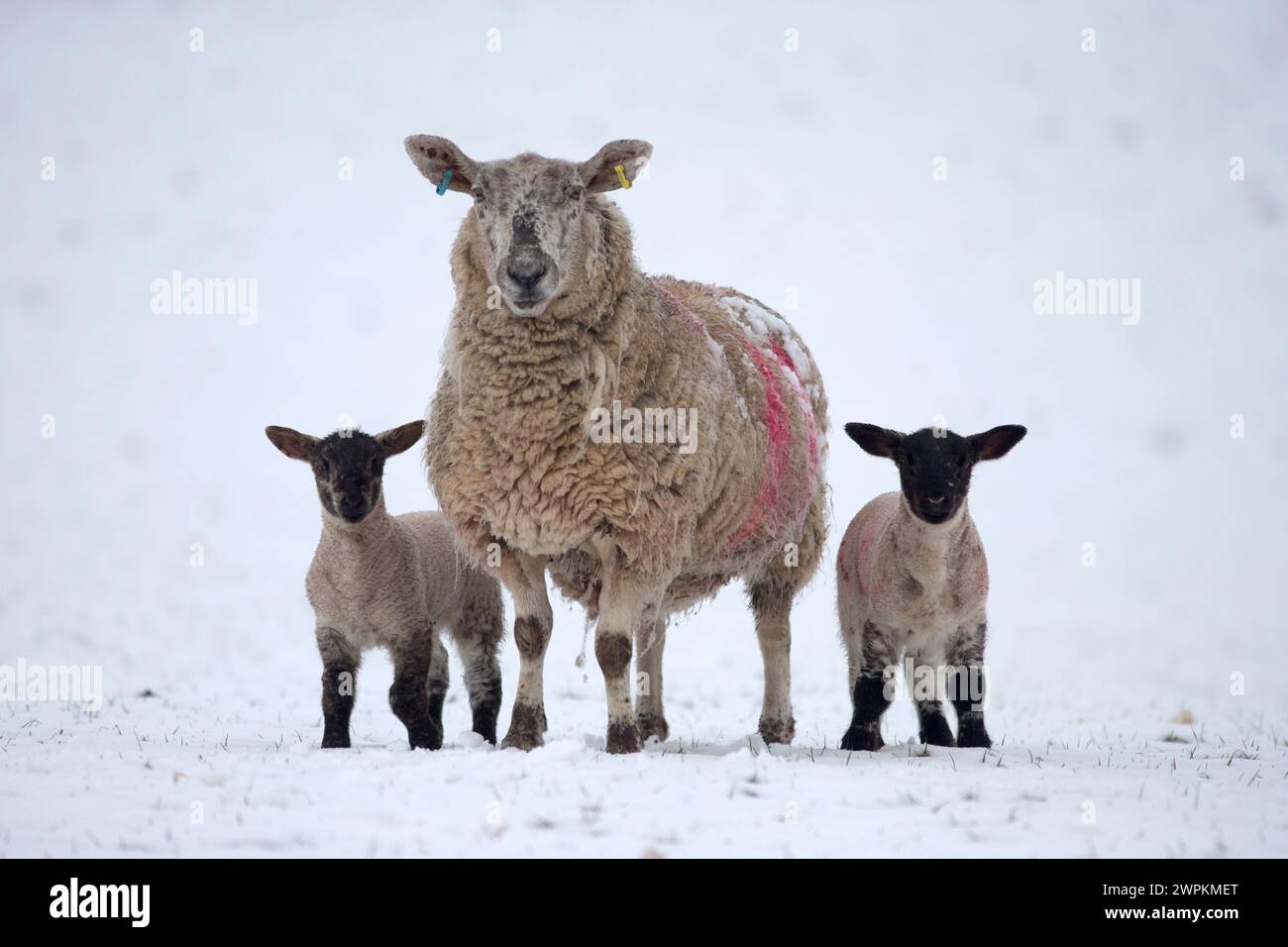 26/03/15 Sheep with young lambs wake to snow covered fields near ...