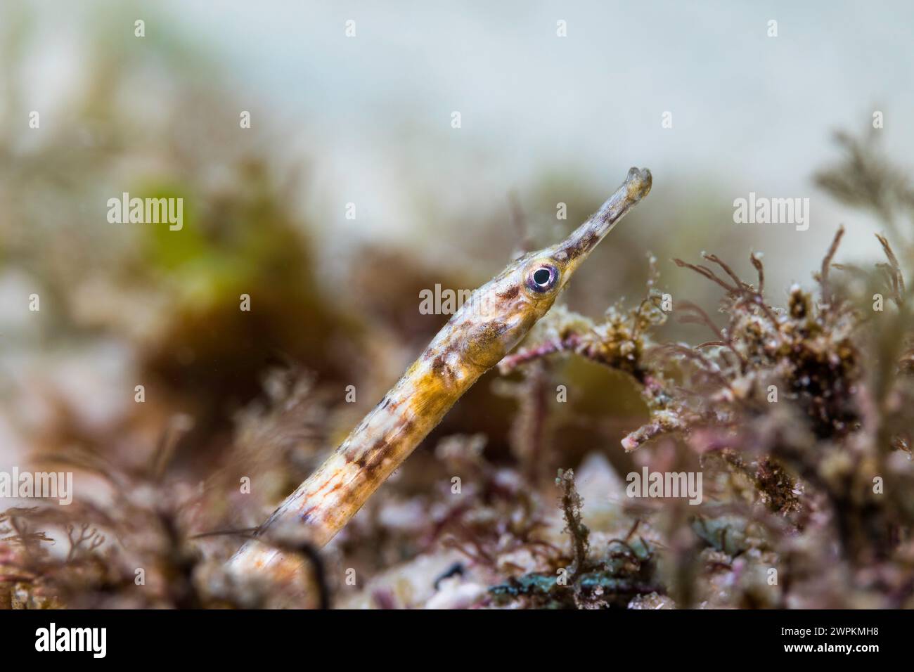 A brown color Longsnout pipefish (Syngnathus temminckii) on the ocean ...