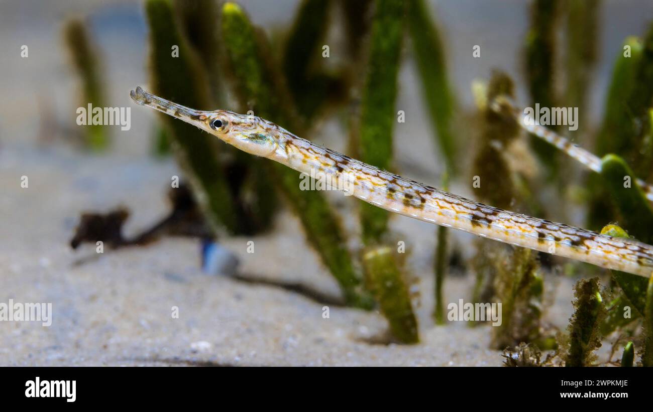 A brown color Longsnout pipefish (Syngnathus temminckii) on the ocean ...