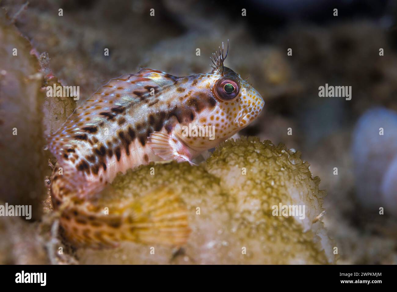 A Ringneck Blenny fish (Parablennius pilicornis) perched on the reef ...