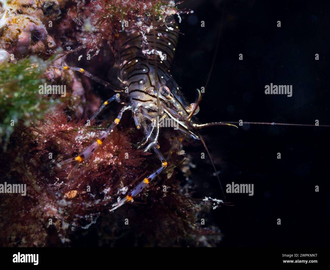 A Sand shrimp (Palaemon peringueyi) side view of its transparent body ...