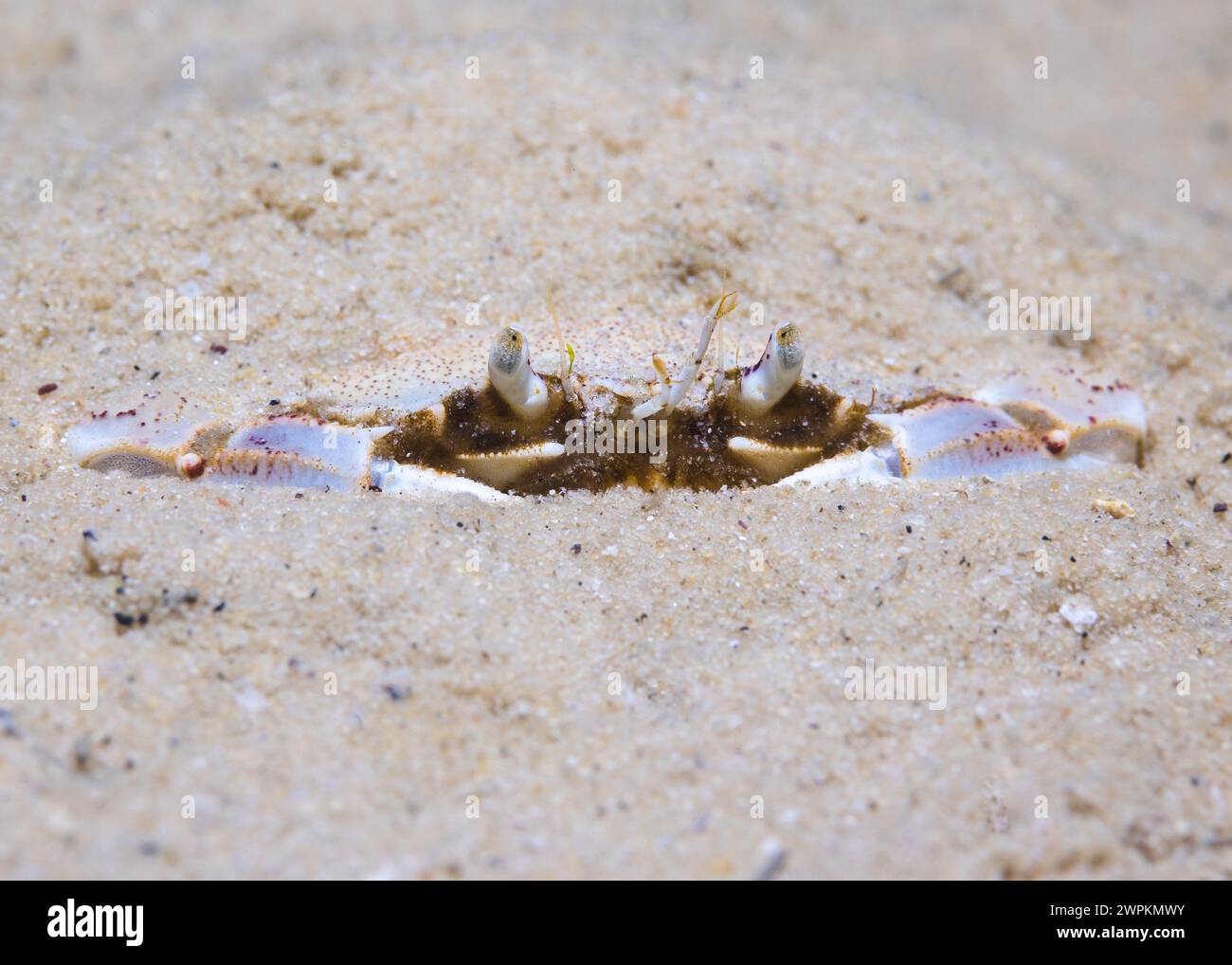 A Three-spot swimming crab (Ovalipes trimaculatus) hiding under the ...