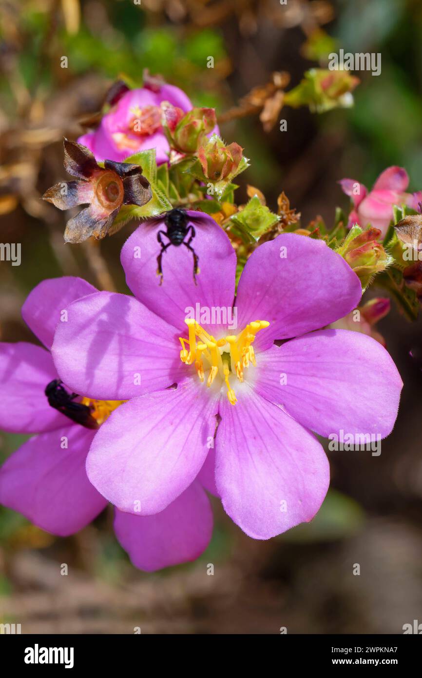 Lavoisiera sampaiona Microlicia, Serra da Canastra, Minas Gerais ...
