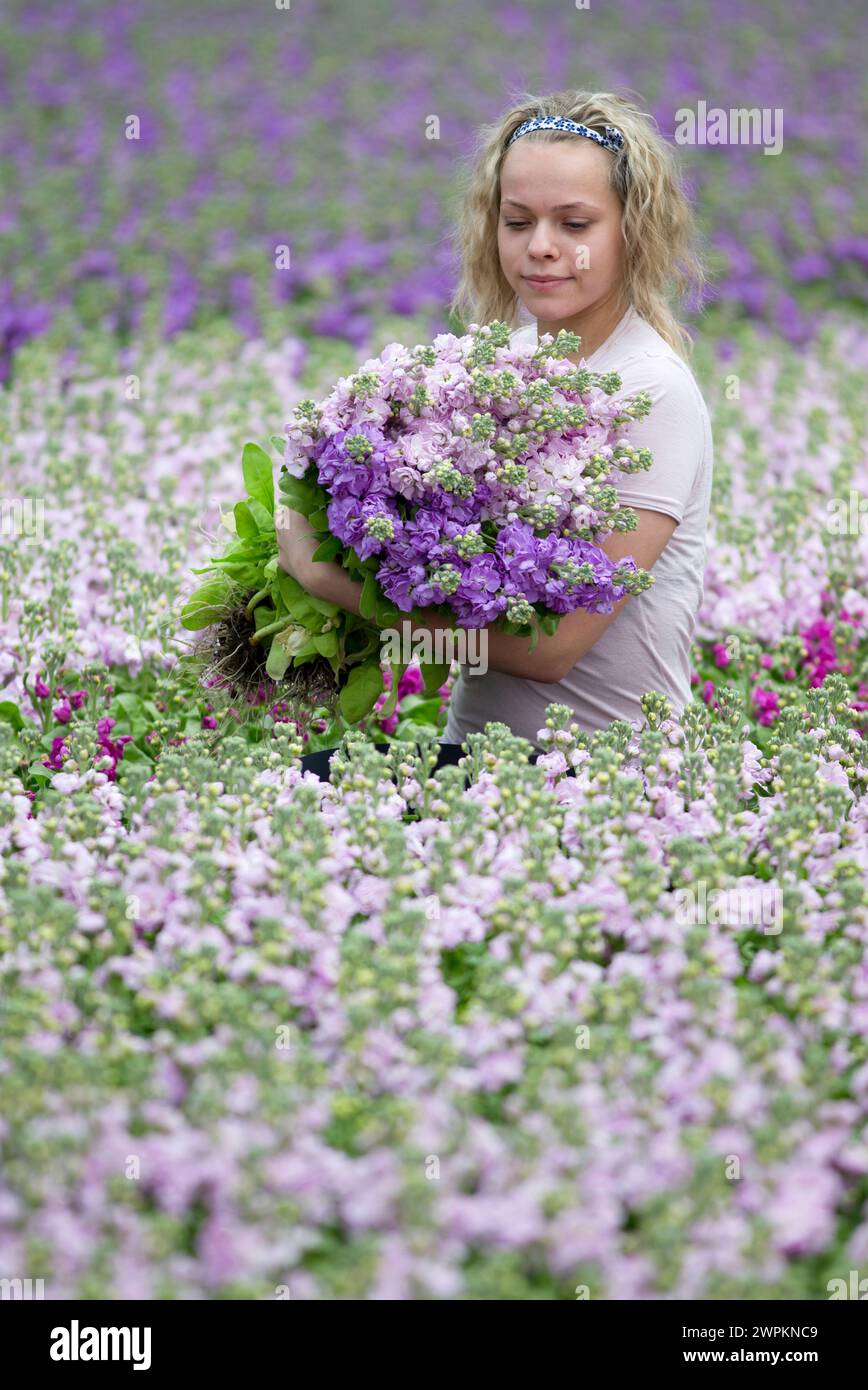 03/05/15 Production Assistant, Sanda Ubele (20) picks stocks by hand ...