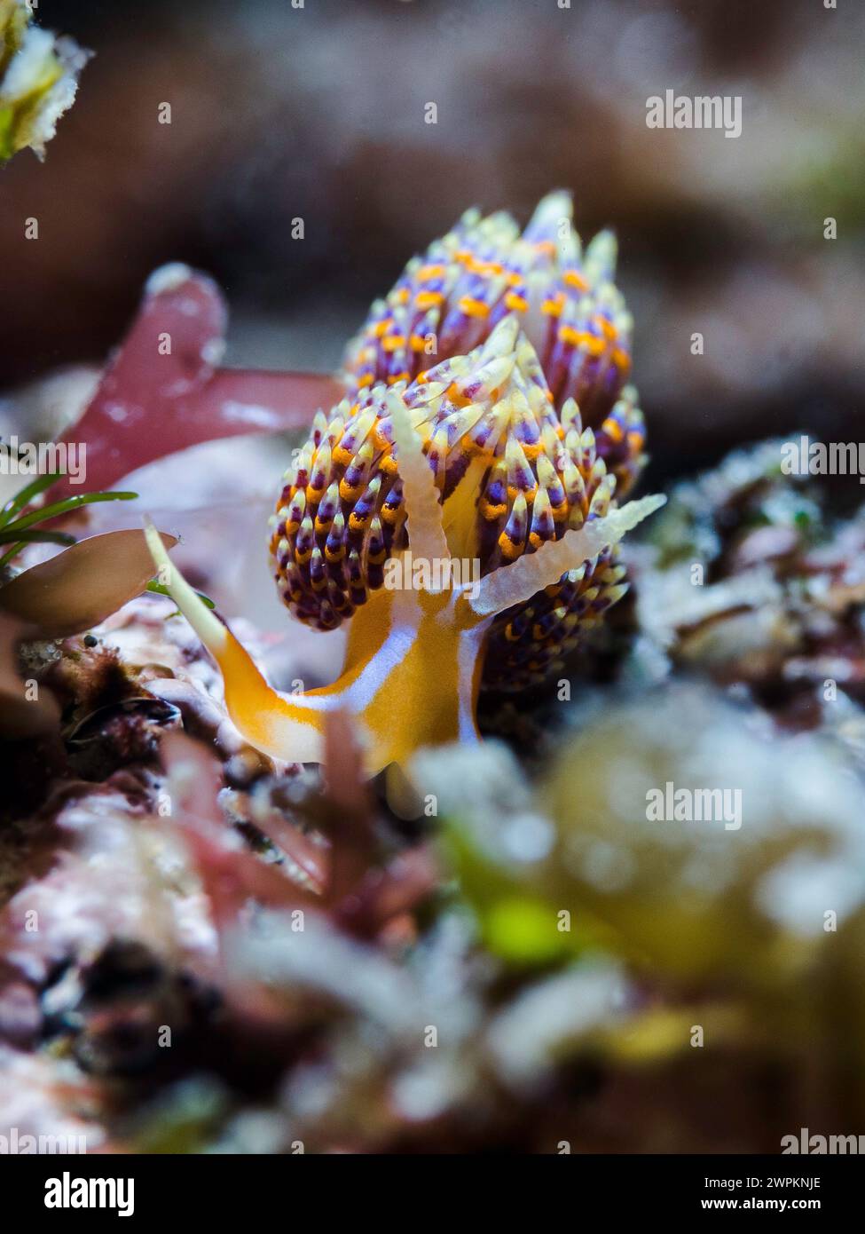 Four-colour nudibranch (Godiva quadricolor) front view of this colorful ...