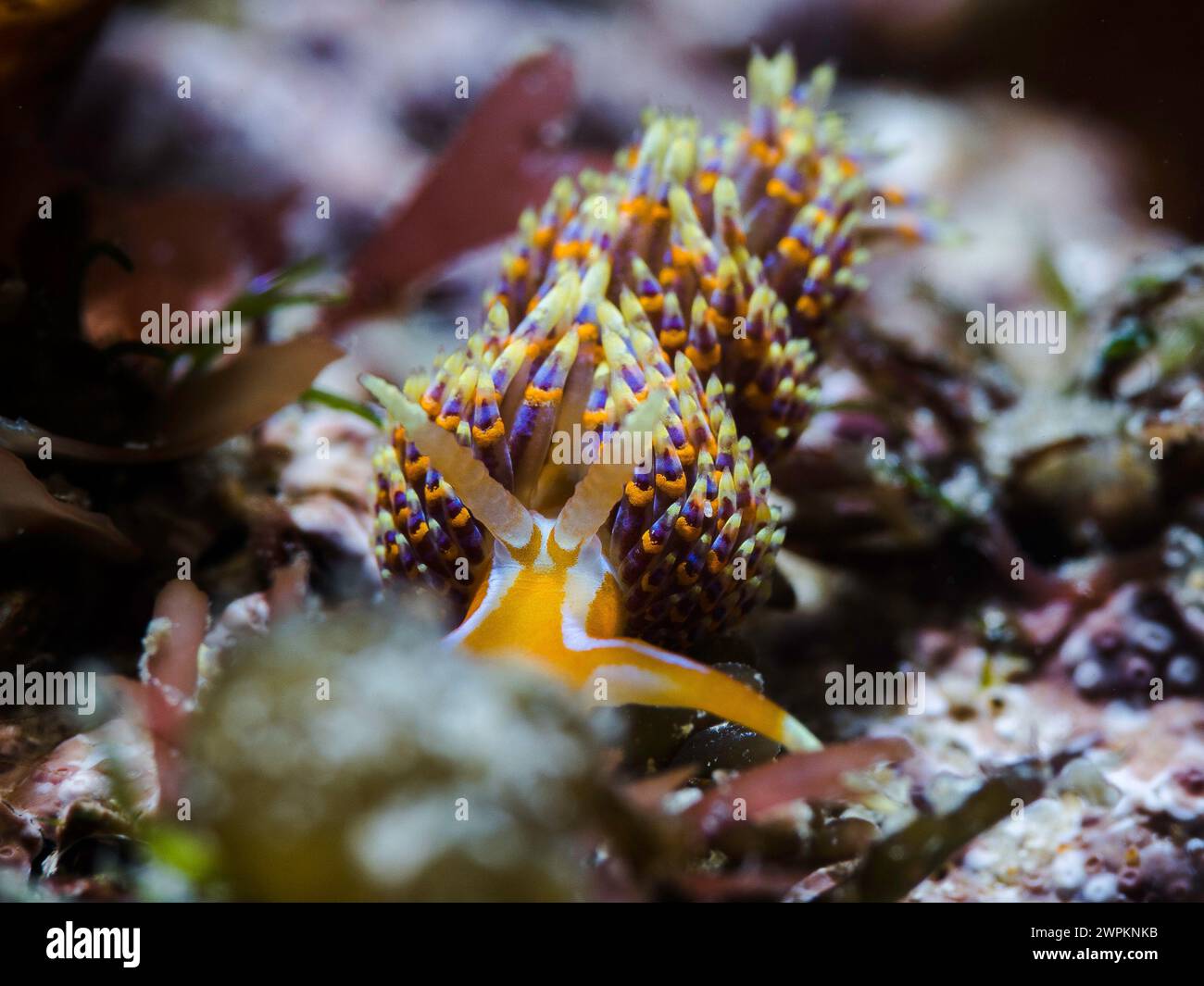 Four-colour nudibranch (Godiva quadricolor) front view of this colorful ...