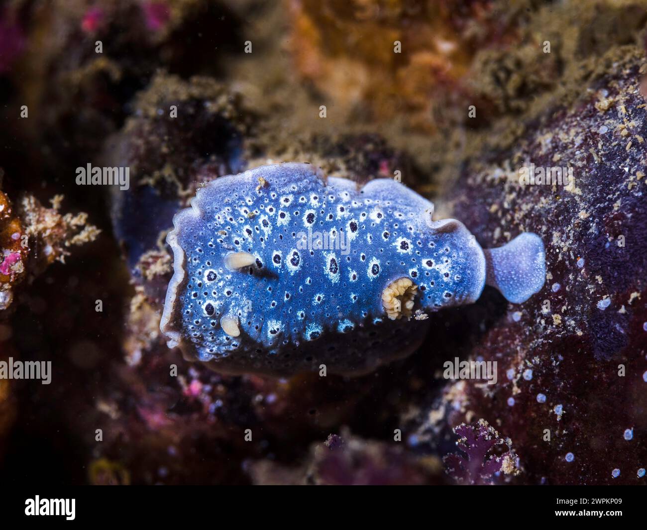A Galaxy Nudibranch (Cadlina sp-c) on the reef close up of the sea slug ...