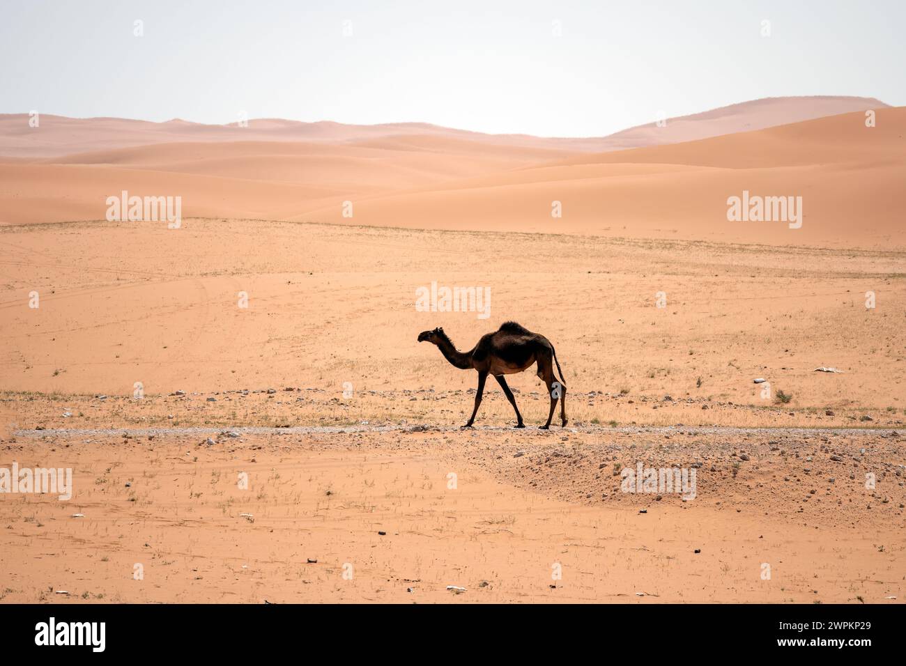 Saudi arabia desert camel hi-res stock photography and images - Alamy