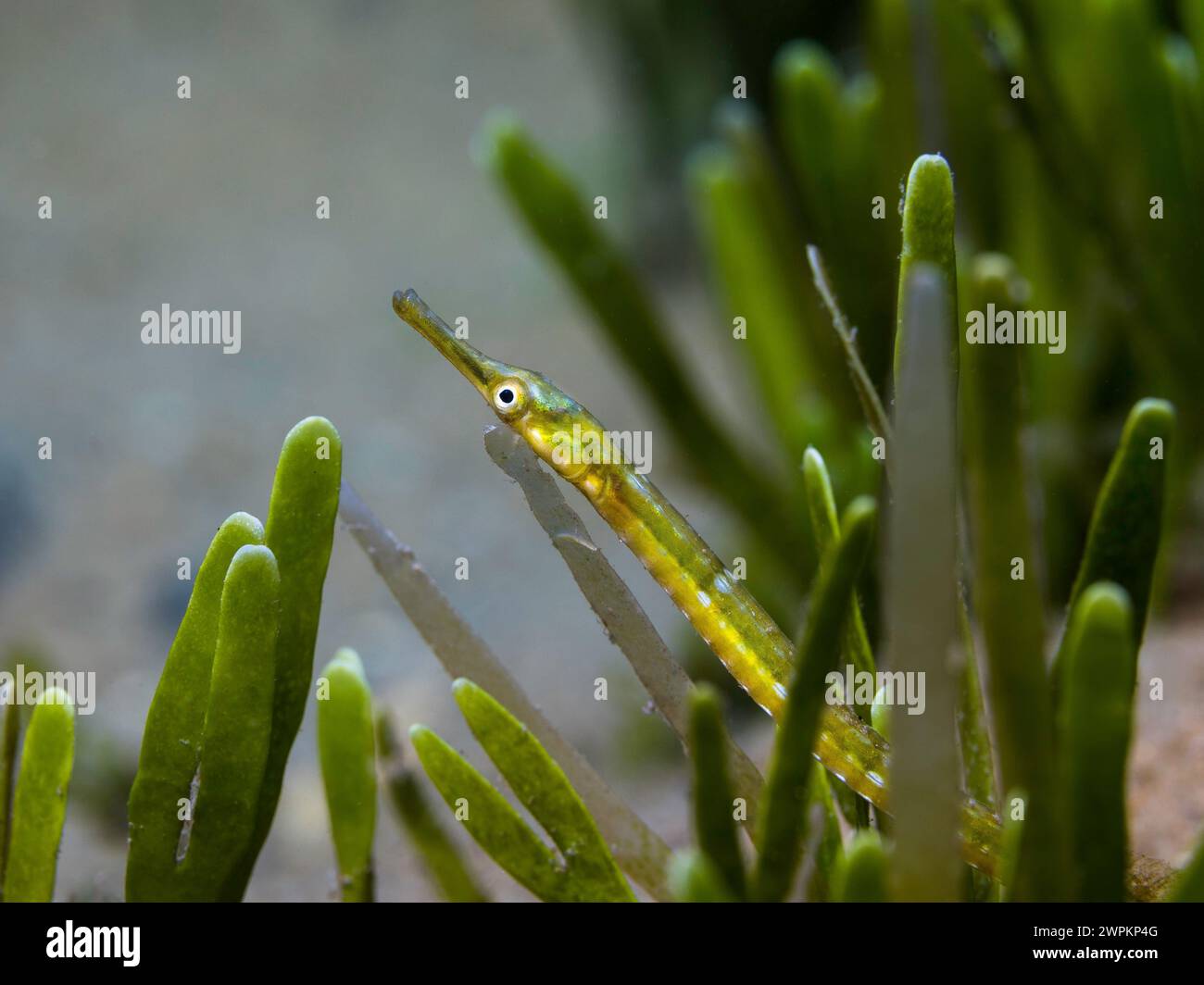 Long snout pipefish hi-res stock photography and images - Alamy