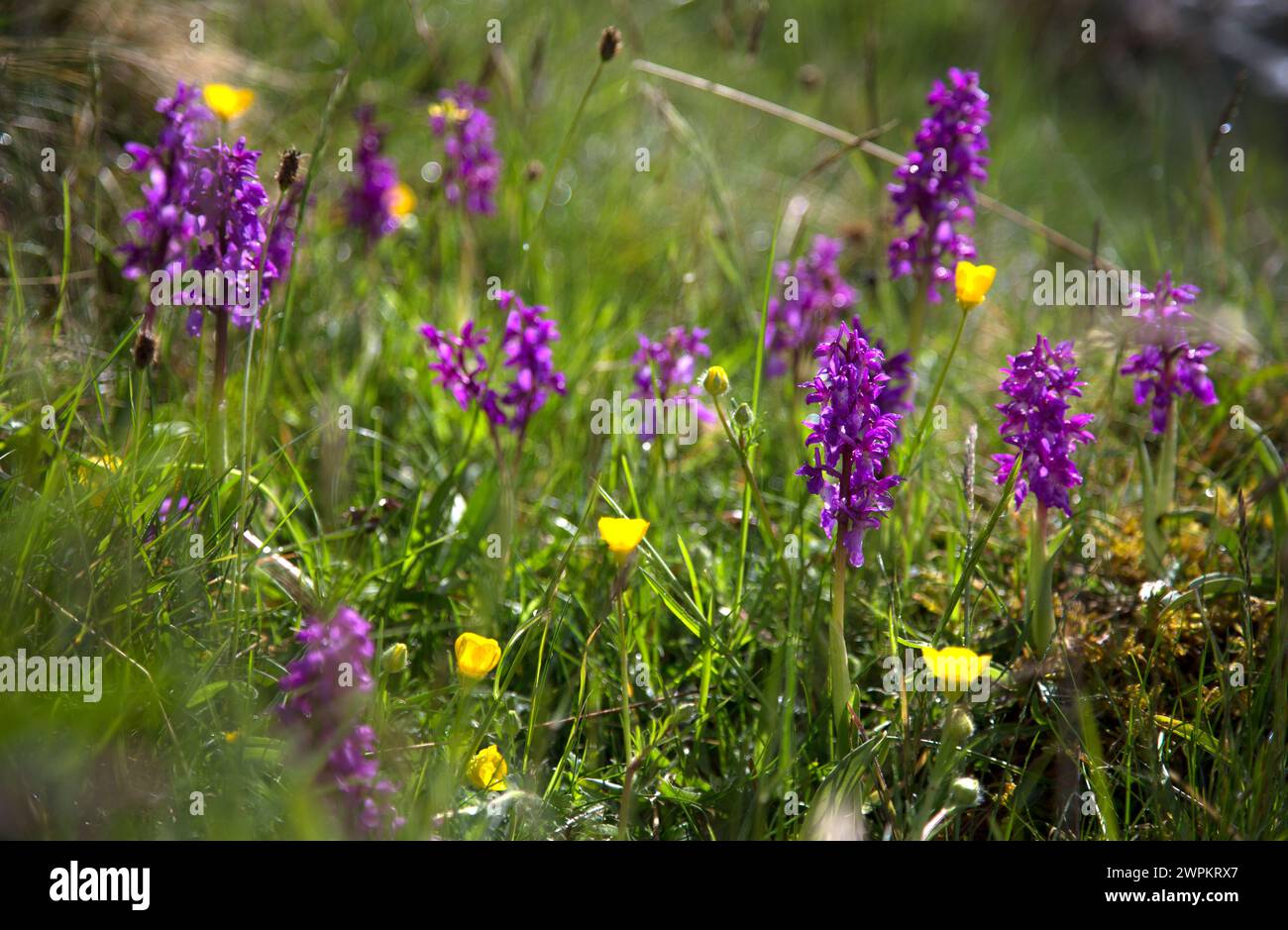 20/05/15 Stunning early purple orchids bloom in Lathkill Dale in the ...