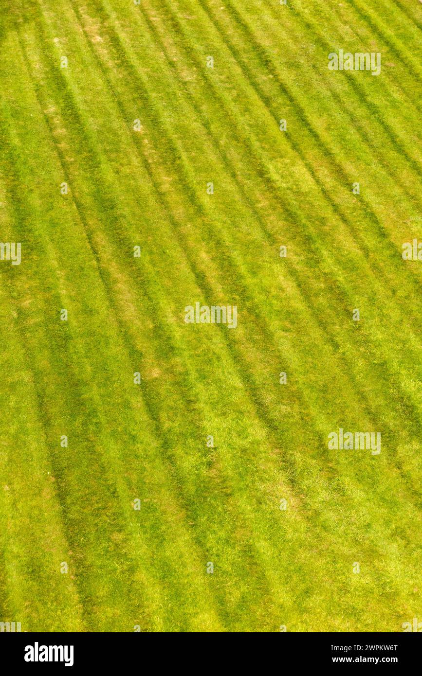 Stripy lawn with long cut striped green grass in garden / gardens ...