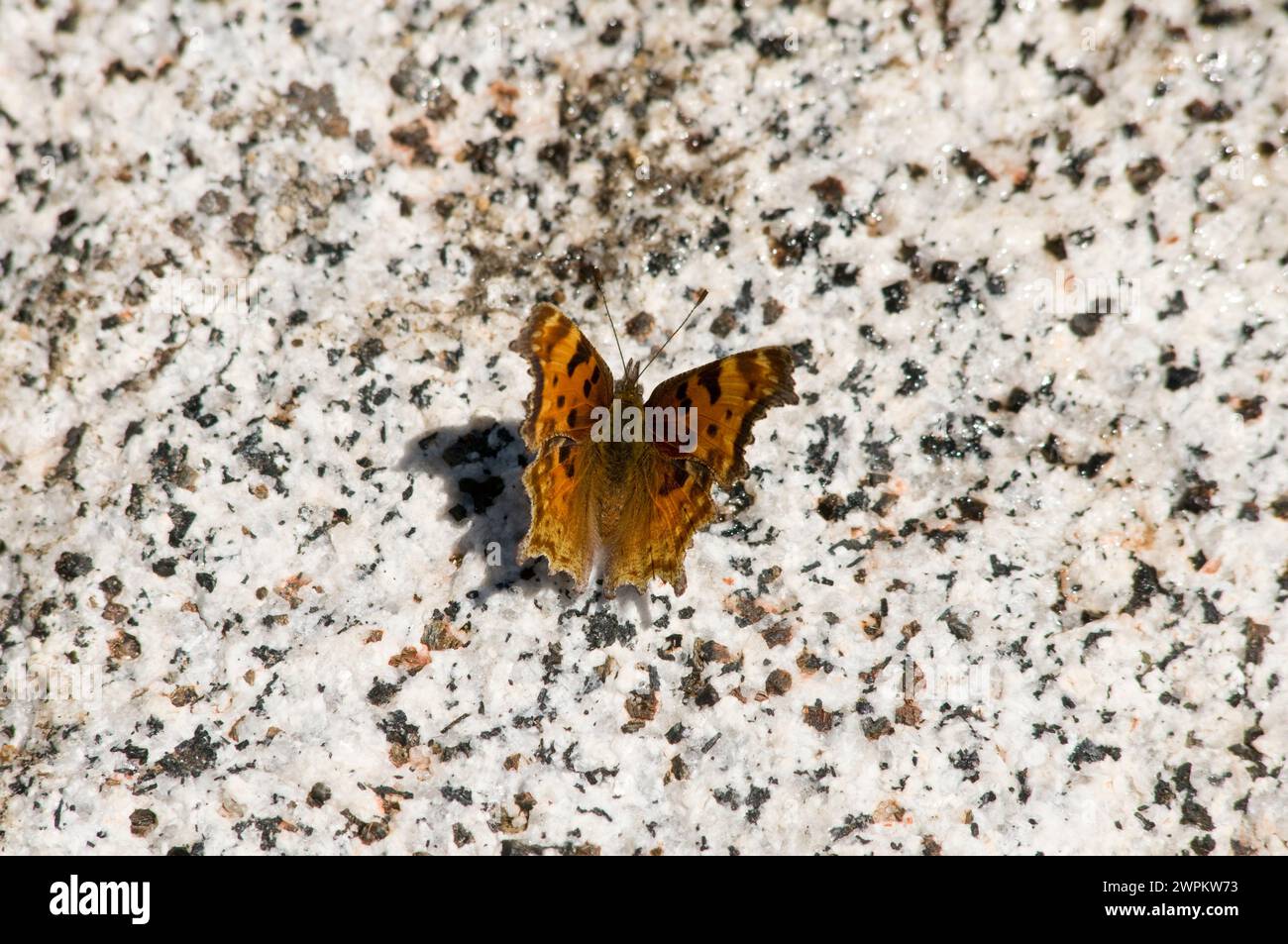 Satyr butterflies hi-res stock photography and images - Alamy