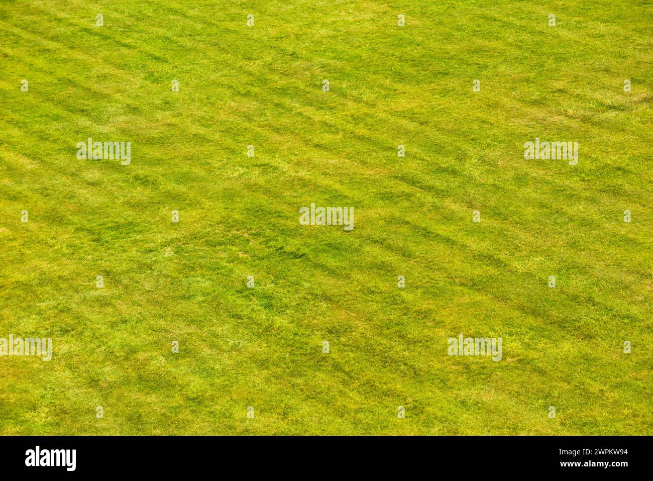 Stripy lawn with long cut striped green grass in garden / gardens ...
