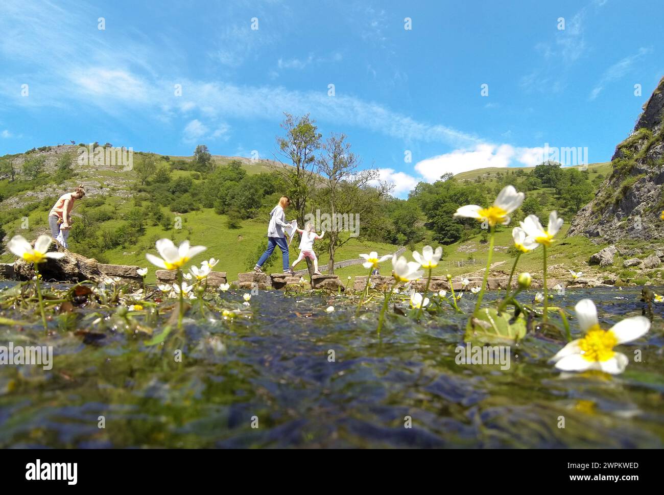 10/07/15 Water Crowfoot (Ranunculus aquatilis) flowers blooming on the ...