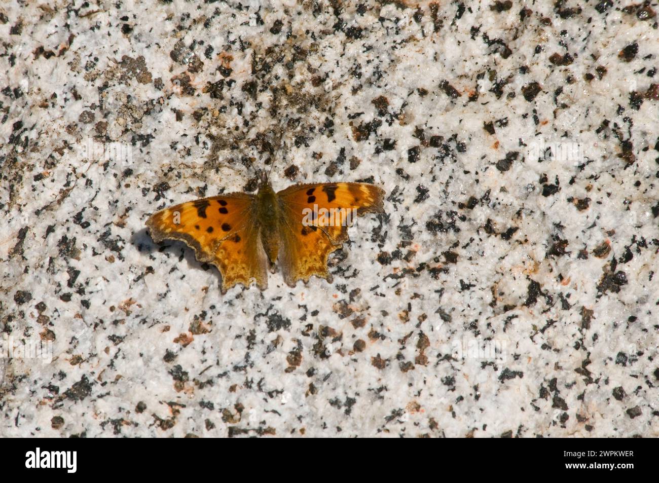 Satyr butterflies hi-res stock photography and images - Alamy