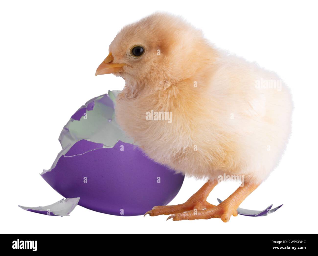 Purple eggs that is broken next to a small buff Orpington chicken chick ...