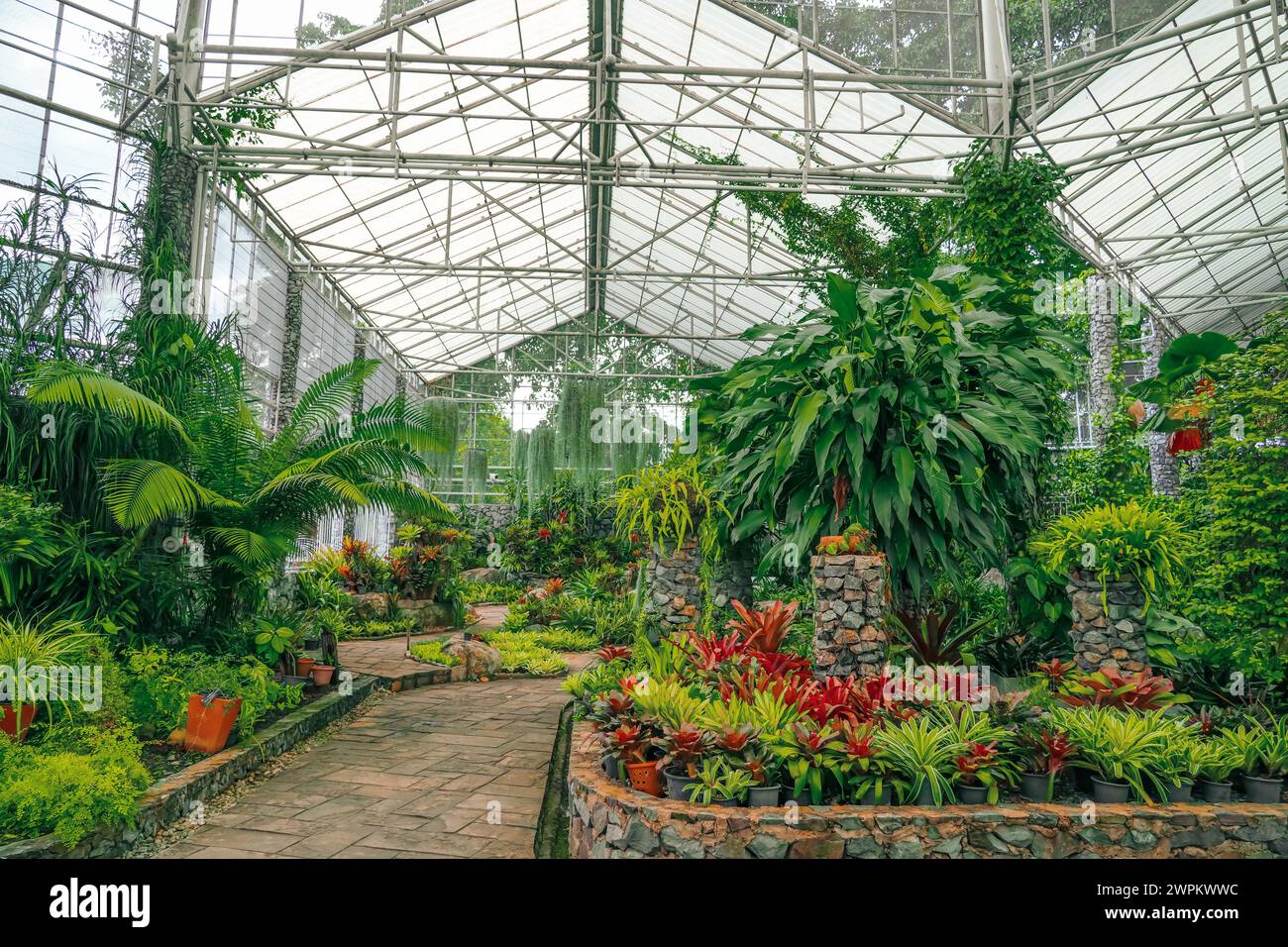 Tropical nature greenhouse, botanical garden. Araceae, philodendrons ...