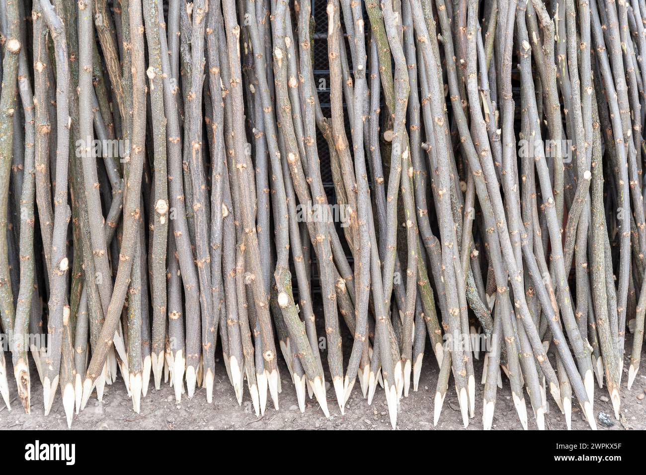 A pile of sharpened sticks used to sustain tomato plant or vine plants ...