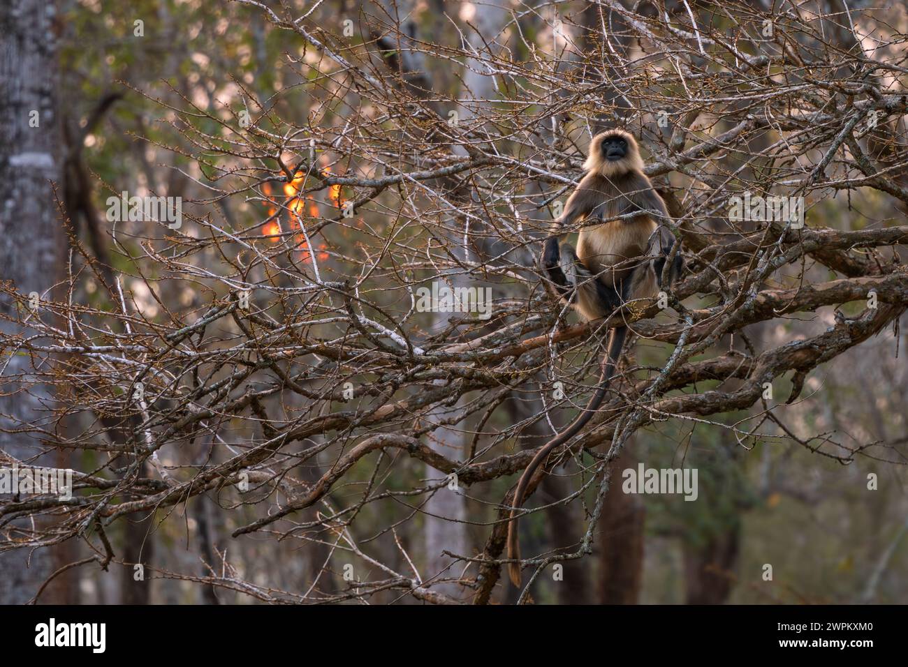 Black-footed Langur - Semnopithecus hypoleucos, beautiful popular ...