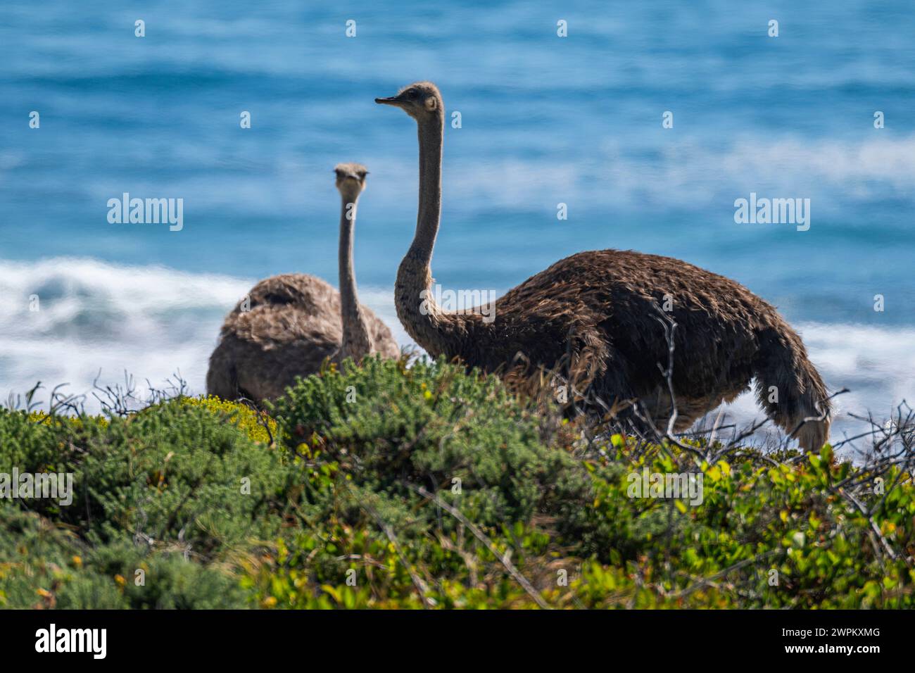 Ostrich in the Cape of Good Hope Nature Reserve, Cape Town, Cape ...