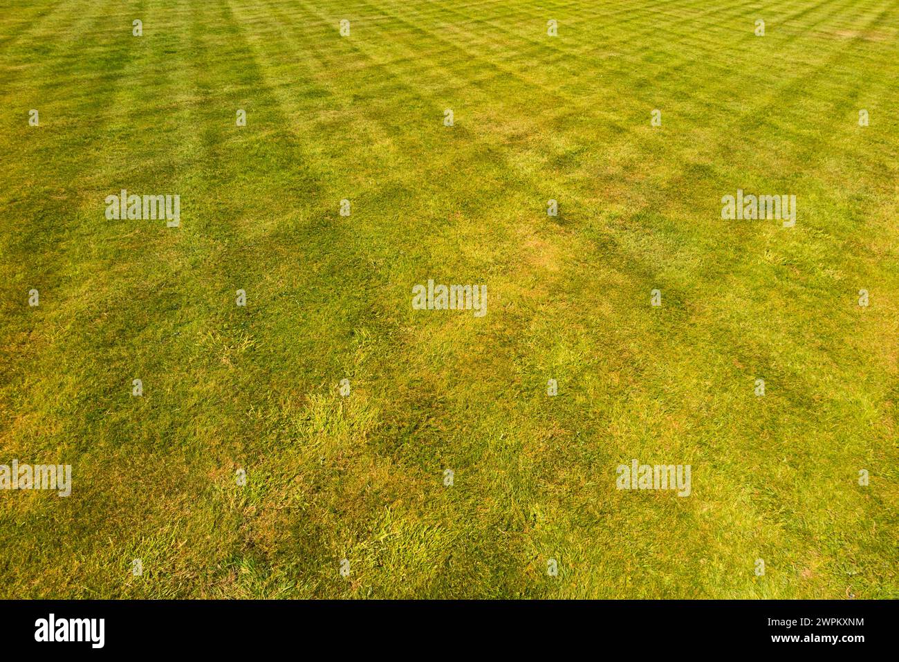 Stripy lawn with long cut striped green grass in garden / gardens ...