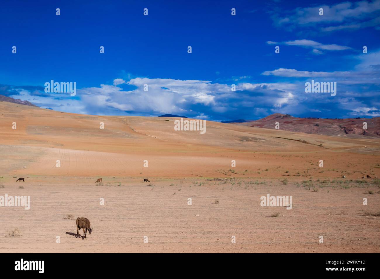 Peruvian landscape, Peru, South America Stock Photo - Alamy