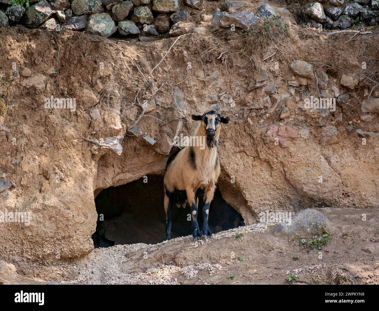 Goat at Nisyros Island, Dodecanese, Greek Islands, Greece, Europe Stock ...