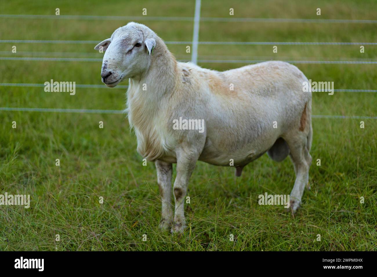 Large and fully grown Katahdin sheep ram striking a pose in its rortation paddock with green ...