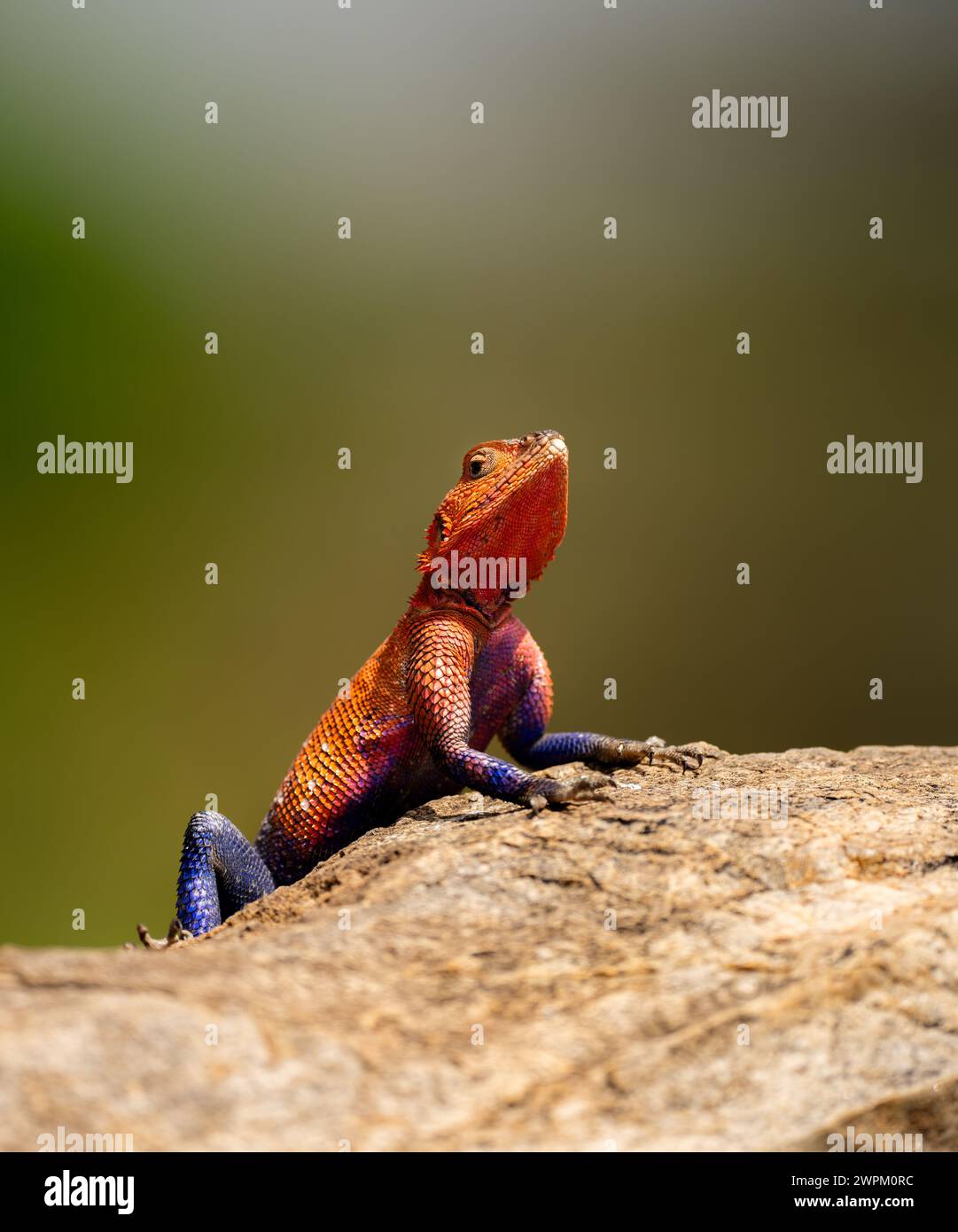 A red-headed Lizard (Agama agama) in the Maasai Mara, Kenya, East ...