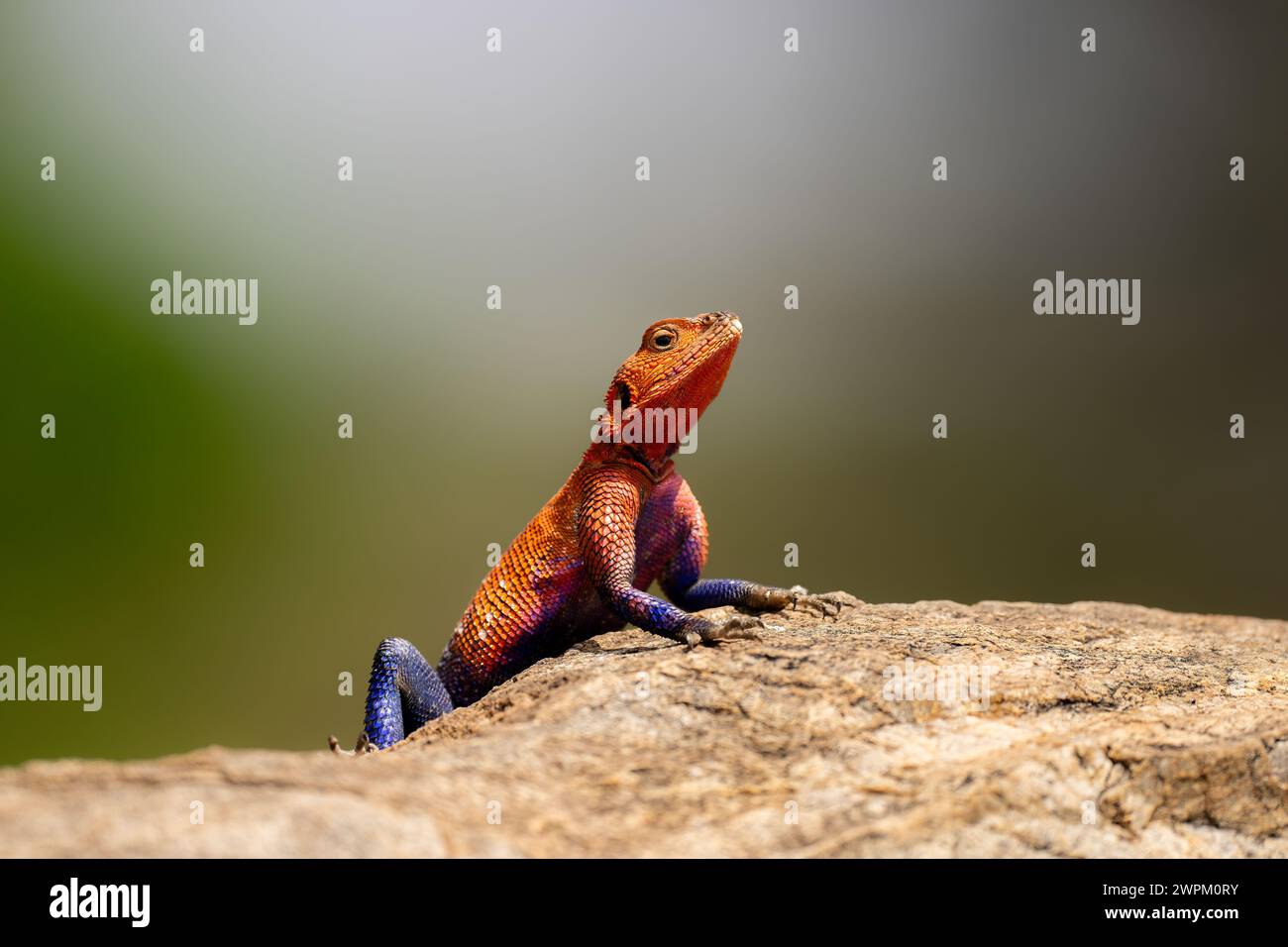 A red-headed Lizard (Agama agama) in the Maasai Mara, Kenya, East ...