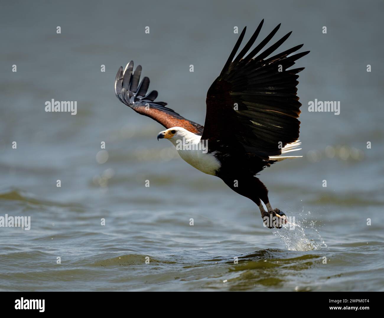 An African Fish Eagle (Icthyophaga vocifer), scooping a fish out of the ...