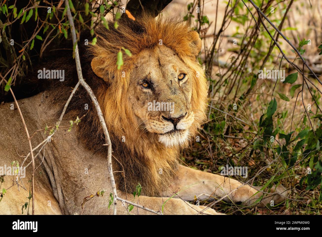 Adult male Lion (Panthera leo) in the Maasai Mara, Kenya, East Africa ...