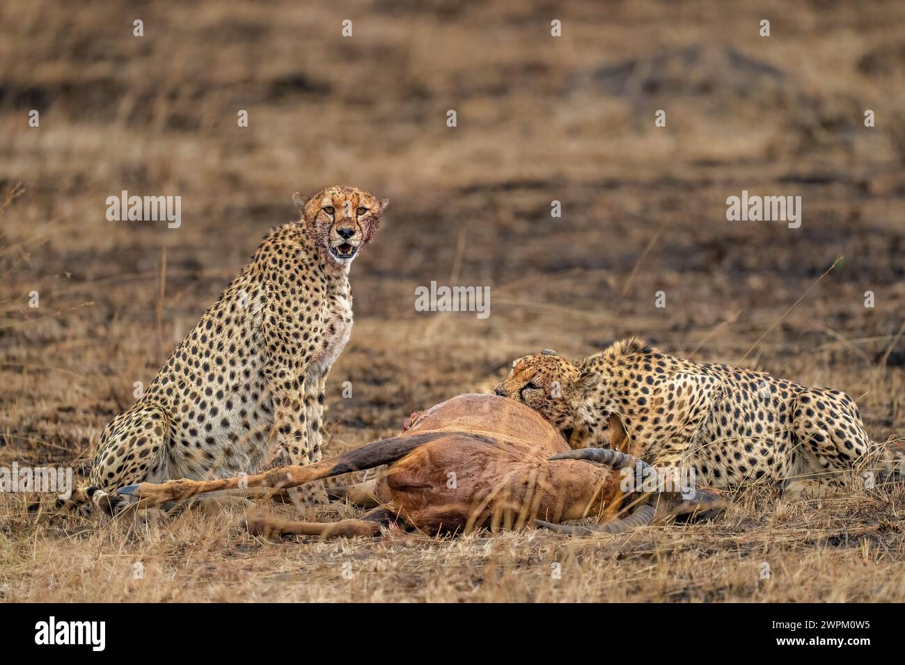 Male Cheetahs (Acinonyx jubatus) consuming an Antelope in the Maasai ...