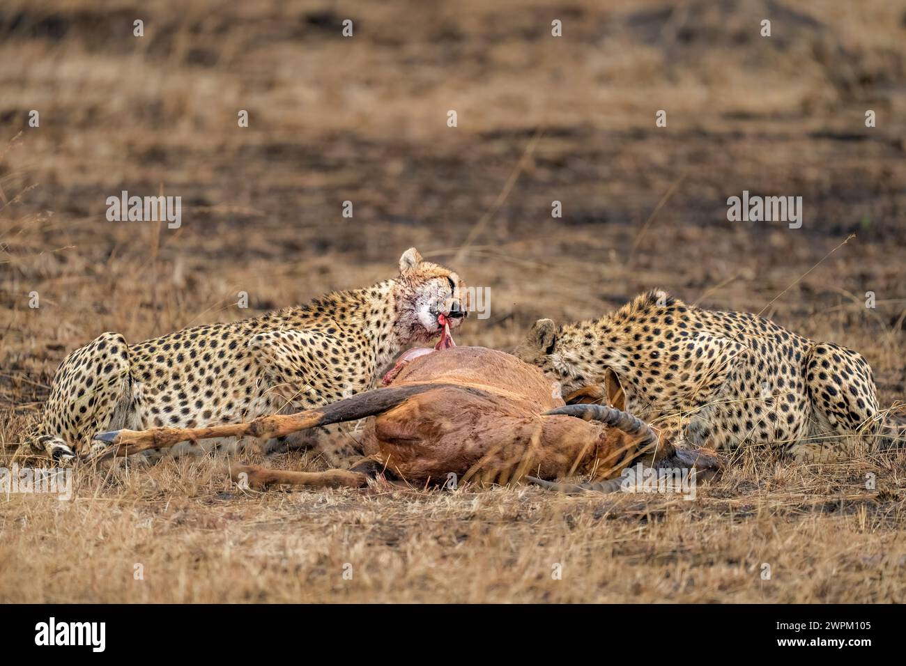 Male Cheetahs (Acinonyx jubatus) consuming an Antelope in the Maasai ...