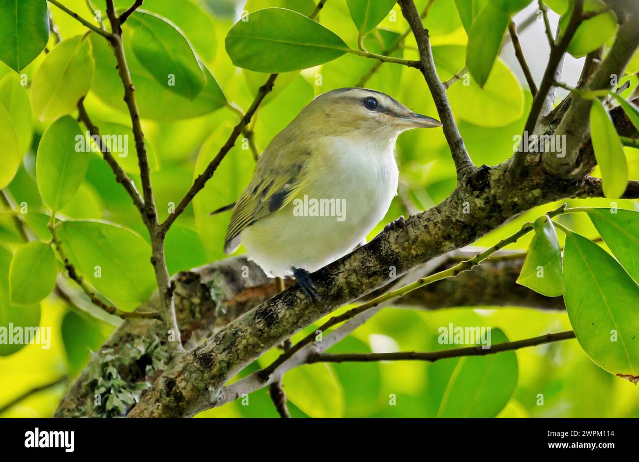 Common throughout the americas hi-res stock photography and images - Alamy