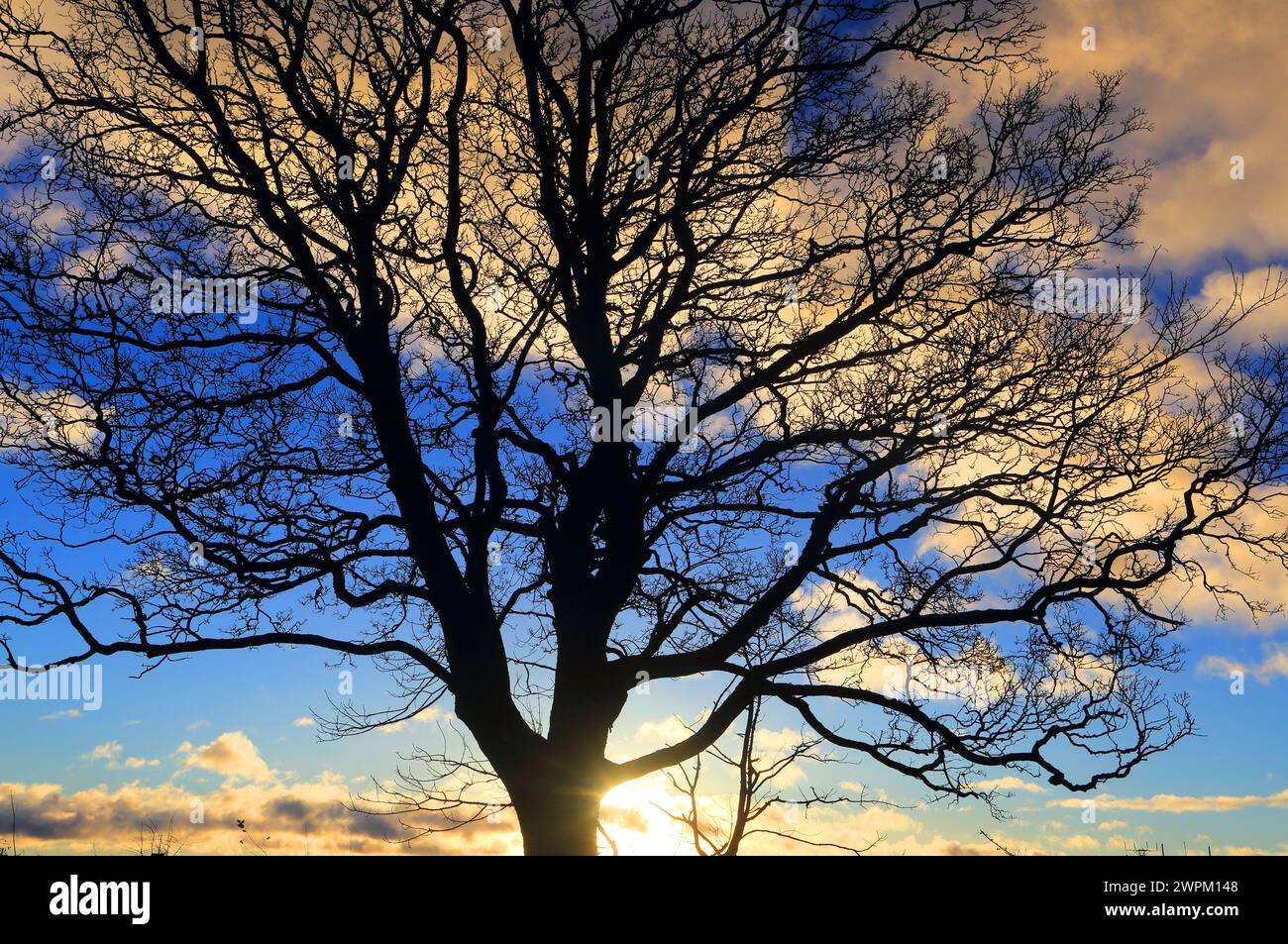 Tree detail, Northumberland, England, United Kingdom, Europe Stock ...