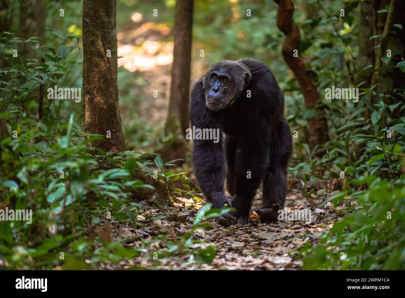Chimpanzee walking on a forest track, Budongo Forest, Uganda, East ...