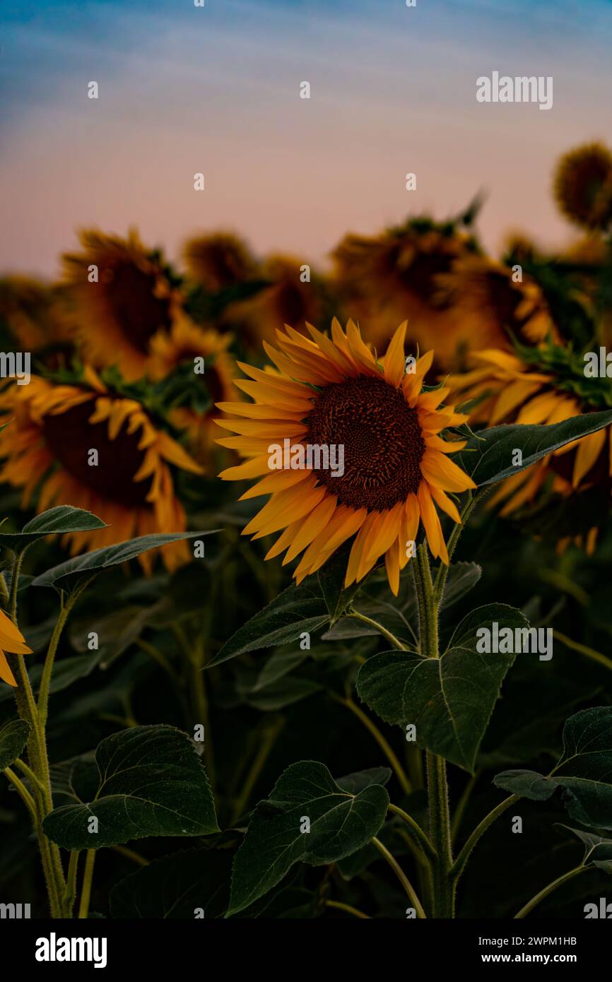 Multiple sunflowers hi-res stock photography and images - Alamy