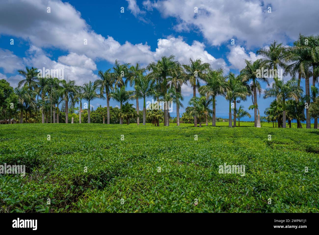 View of tea plants in field at Bois Cheri Tea Factory, Savanne District ...