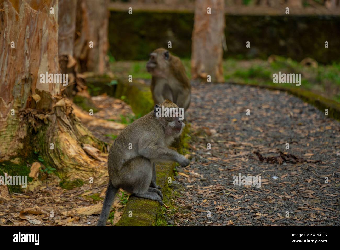 View of Mauritius Cynomolgus Monkey (Crab-eating Macaque), Savanne ...