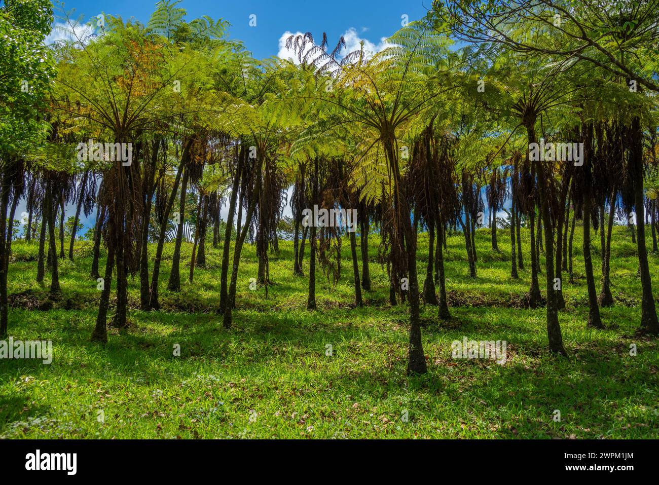View of trees near the Bois Cheri Tea Estate, Savanne District ...