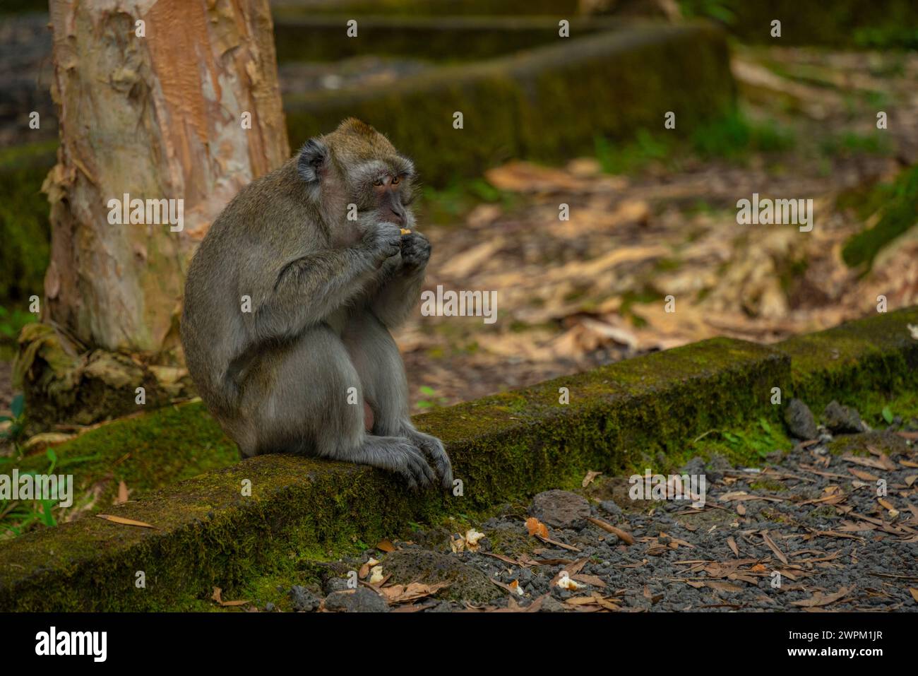 View of Mauritius Cynomolgus Monkey (Crab-eating Macaque), Savanne ...