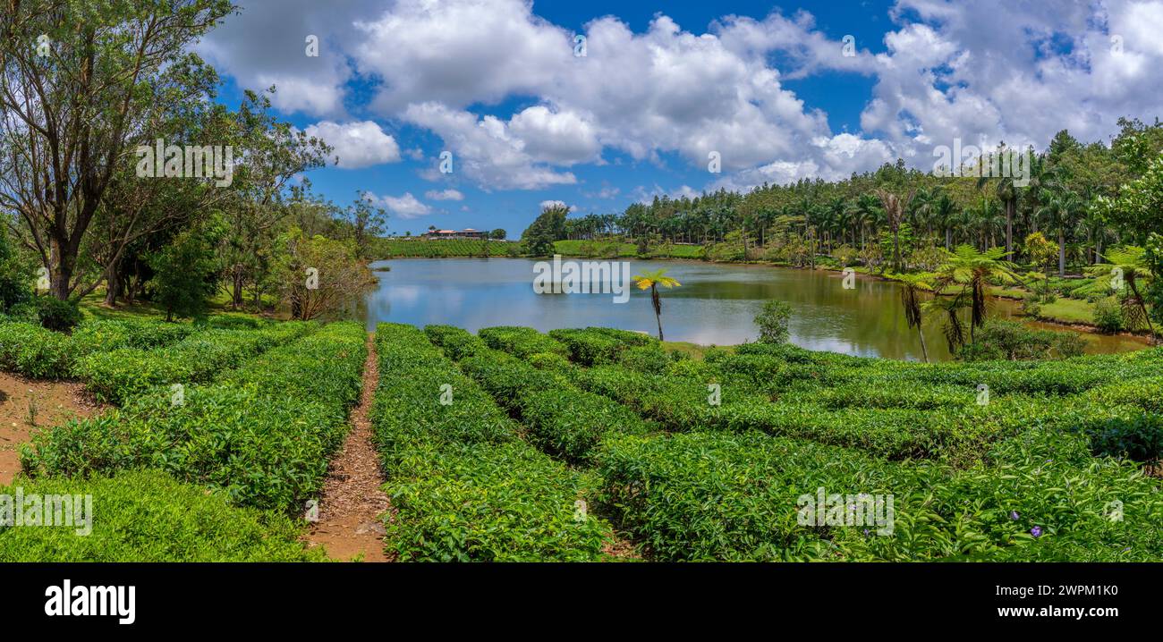 View of exterior of Bois Cheri Tea Estate, Savanne District, Mauritius ...