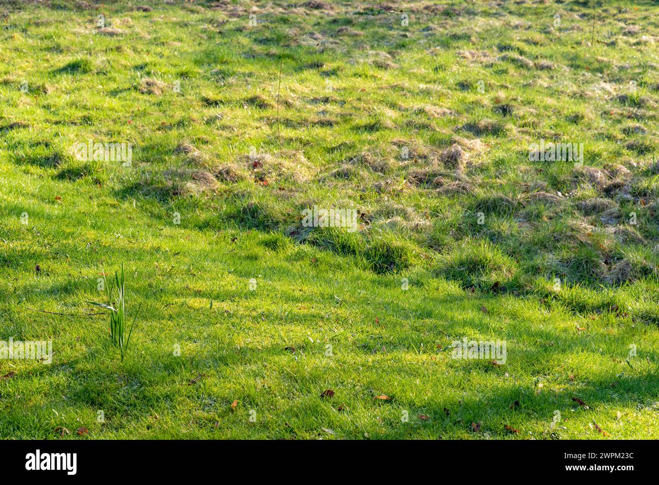 lush green meadow in spring Stock Photo - Alamy