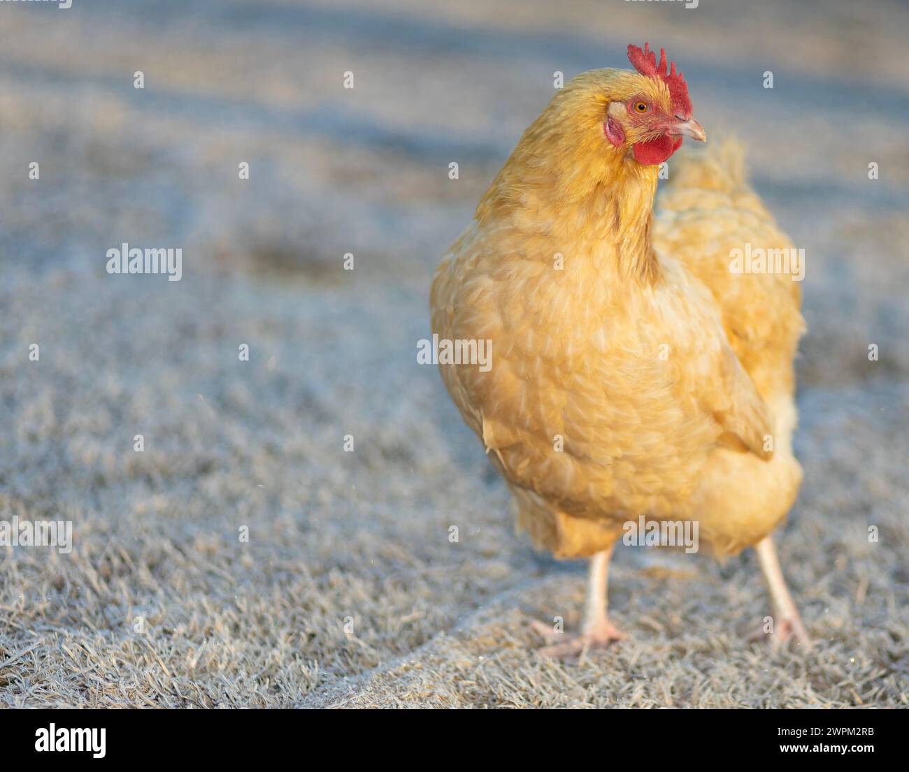 Frost covered poultry hi-res stock photography and images - Alamy