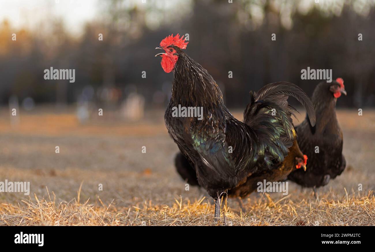 Australorp chicken rooster crowing at the top of its lungs on the field ...